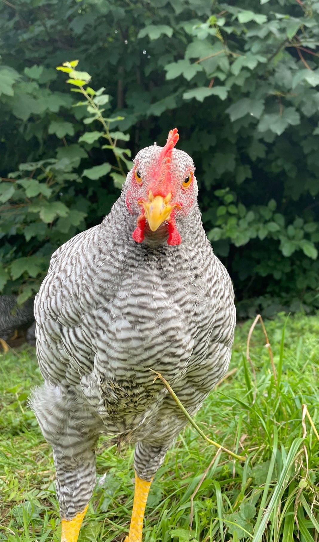 Steckbrief: Amrock – lorenz.farm